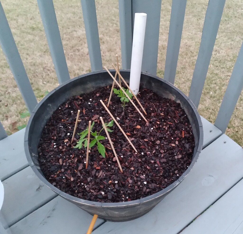 Tomatoes in a self watering container - General Gardening - Growing Fruit