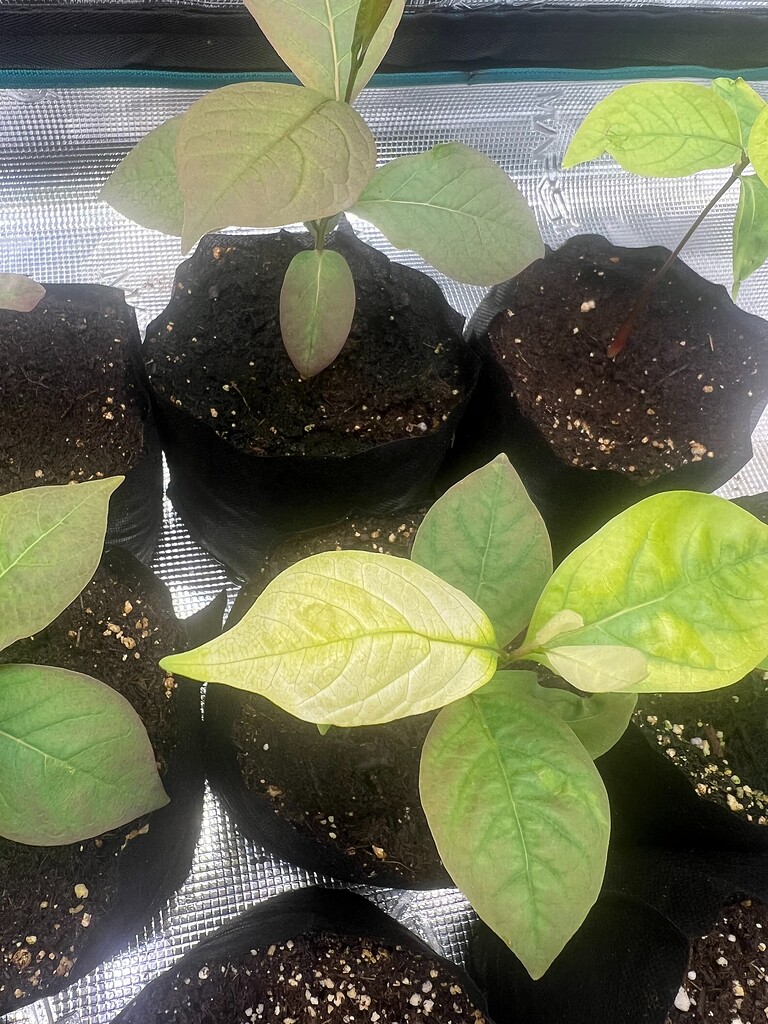 Persimmon seedling trouble - General Fruit Growing - Growing Fruit