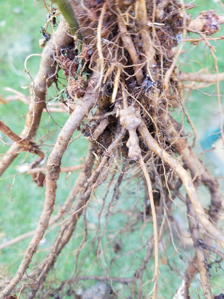 Is this apple root knot? - General Fruit Growing - Growing Fruit