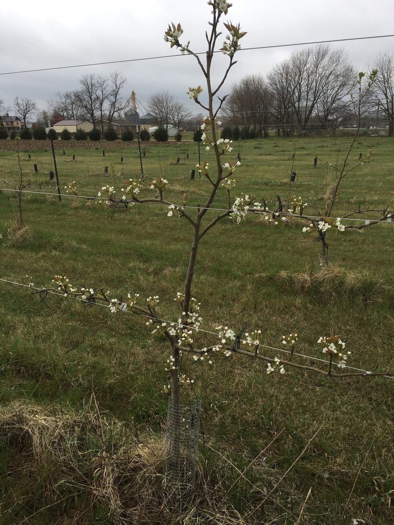 Tall Spindle Trellis Planting - General Fruit Growing - Growing Fruit