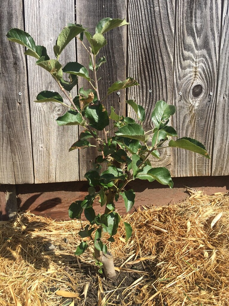 New apples on M111 stopped growing, now suckering - General Fruit ...