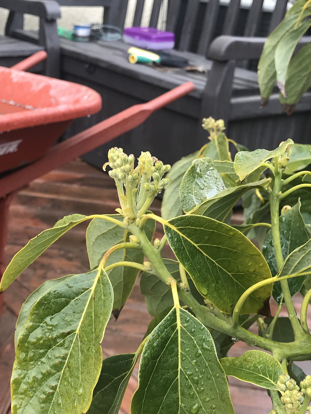 Avocados are blooming - General Fruit Growing - Growing Fruit