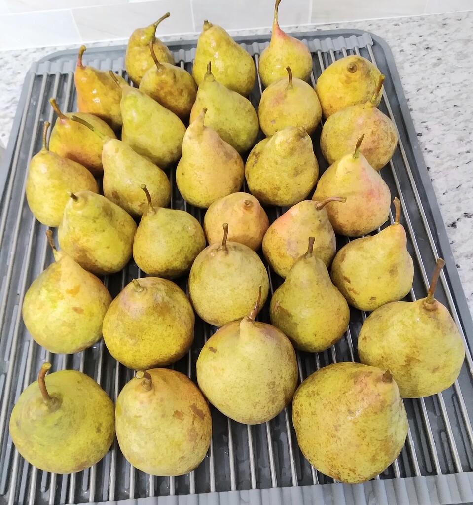 Harrow Sweet starting to ripen today - Pictures! - Growing Fruit