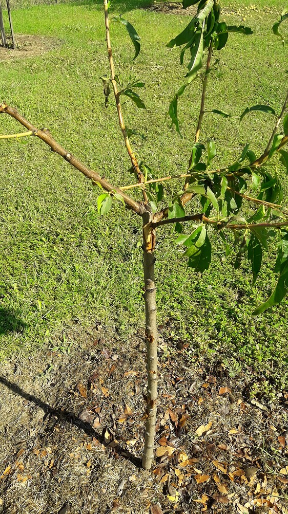 Can these damaged young peach trees be saved? - General Fruit Growing ...