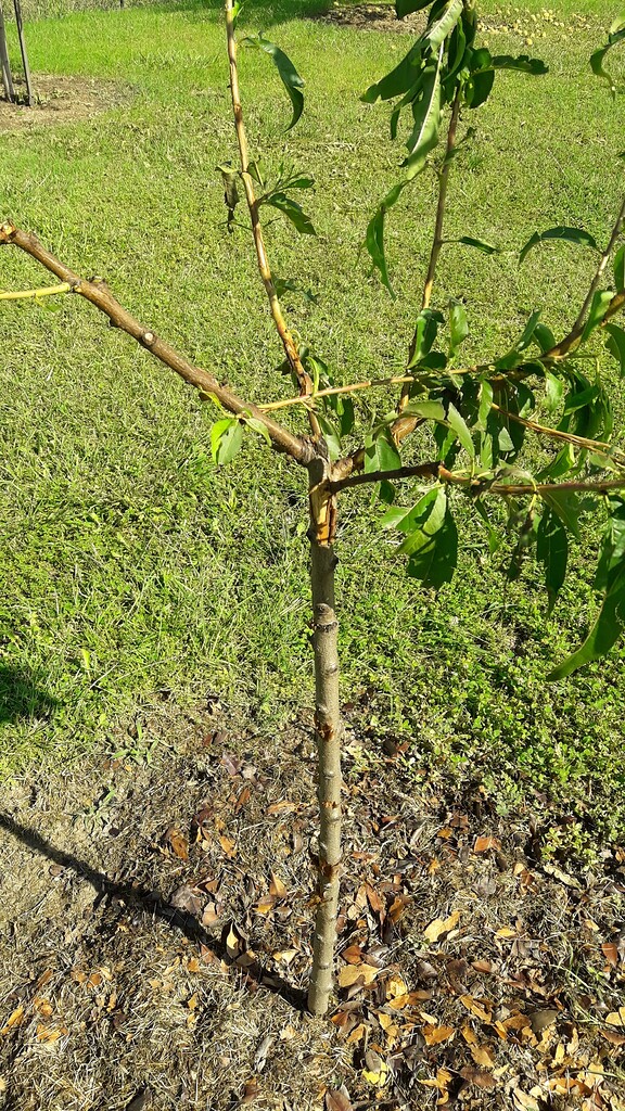 Can these damaged young peach trees be saved? - General Fruit Growing ...