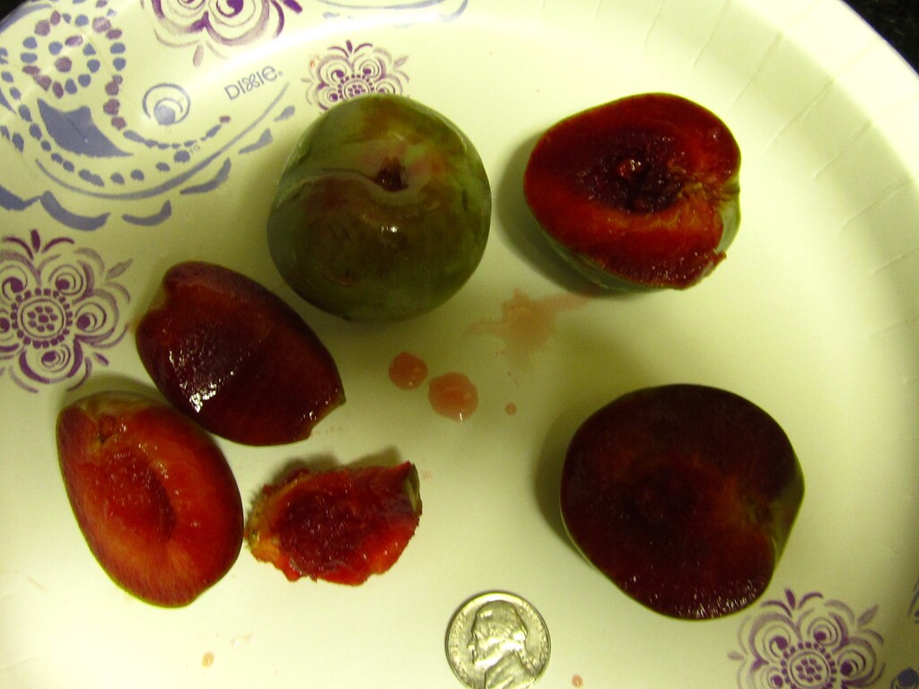 Flavor Supreme- small but exquisite! - General Fruit Growing - Growing ...