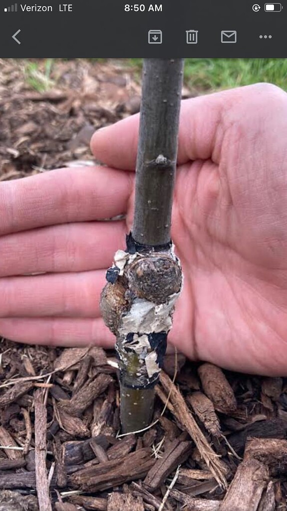 Crown galls? Or graft issue? - General Fruit Growing - Growing Fruit