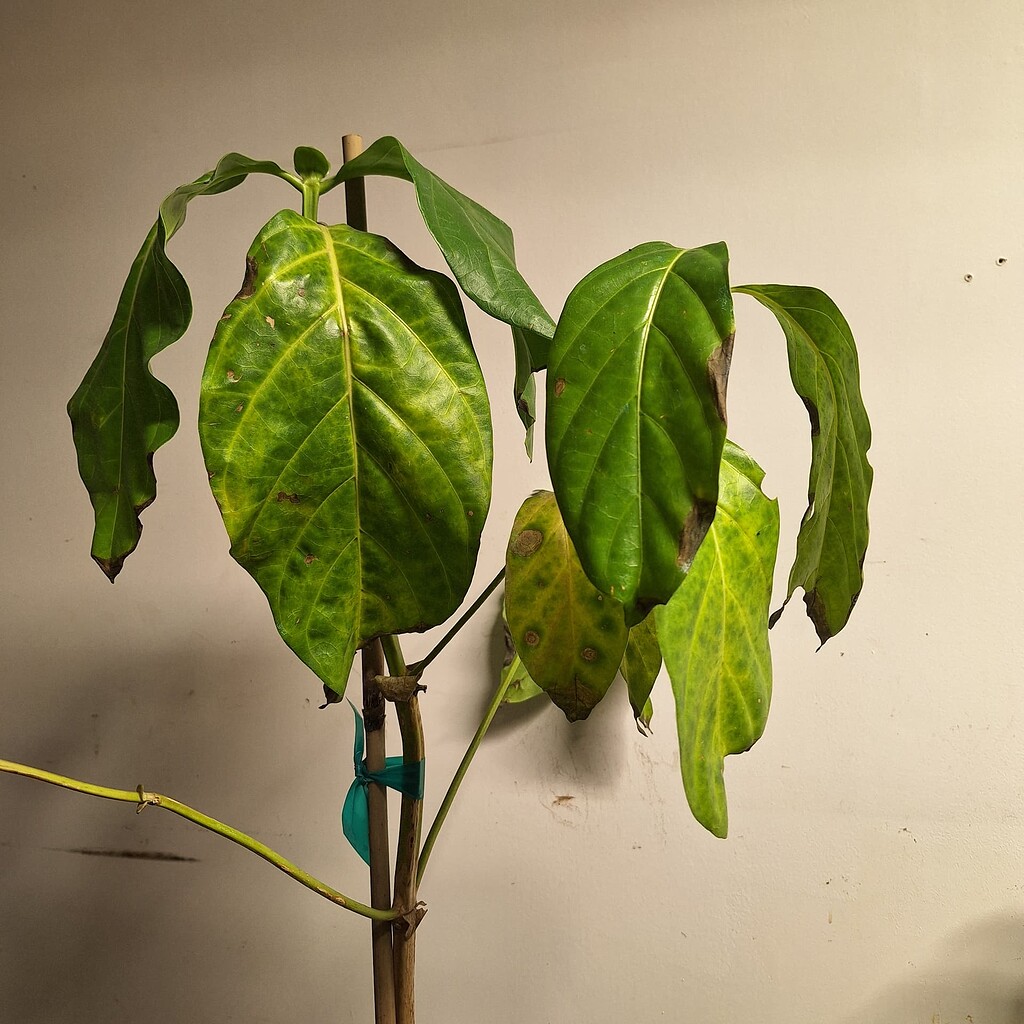 Advice needed for a sick noni tree - Pictures! - Growing Fruit