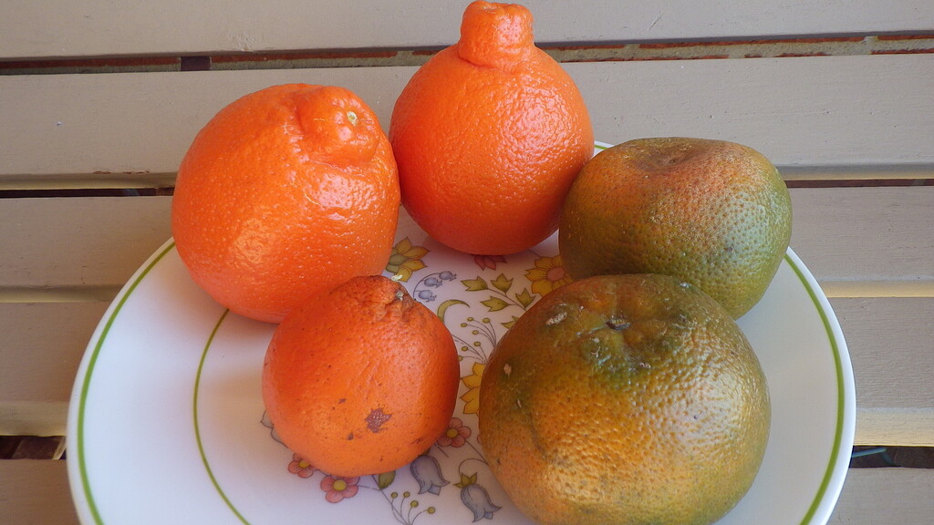 Florida Citrus - Pictures! - Growing Fruit