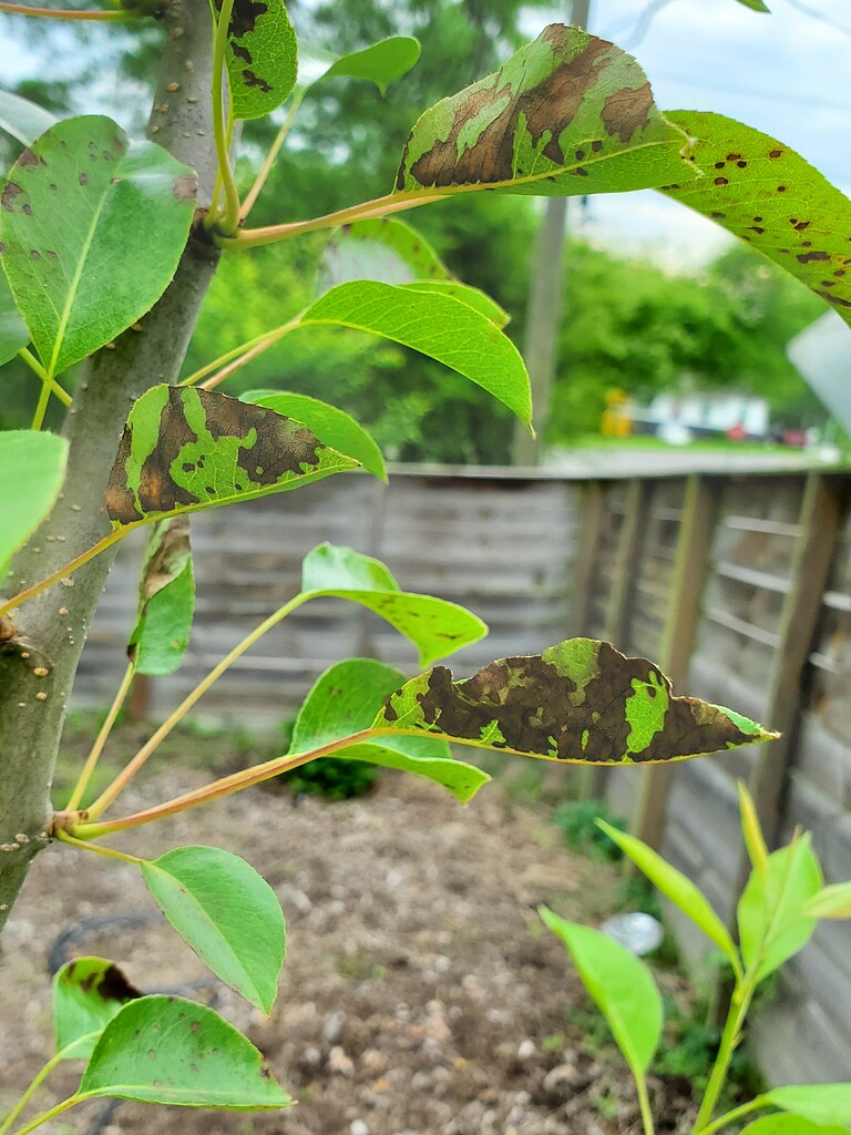 Pear leaf spot (or scab), nectarine leaf issues, and a few other fruit ...