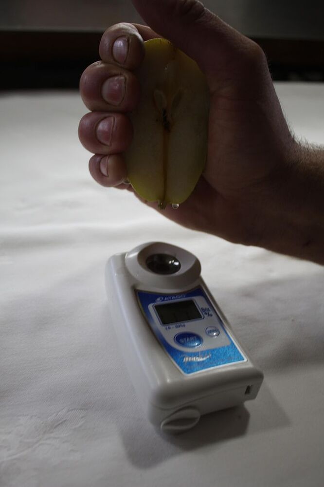 Varieties Of Pears Of Early Ripening - General Fruit Growing - Growing ...