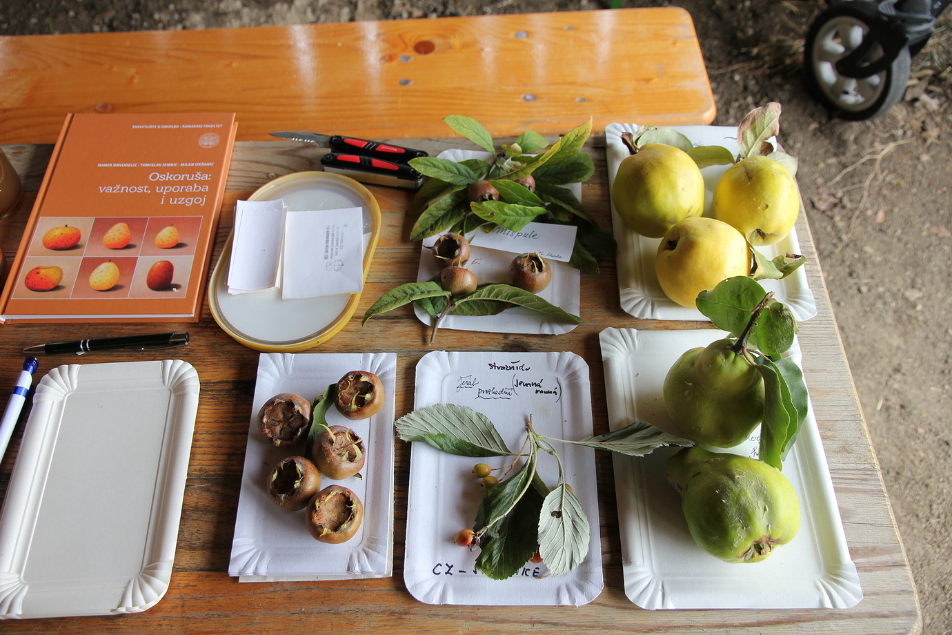 True service tree (Sorbus Domestica) - Pictures! - Growing Fruit