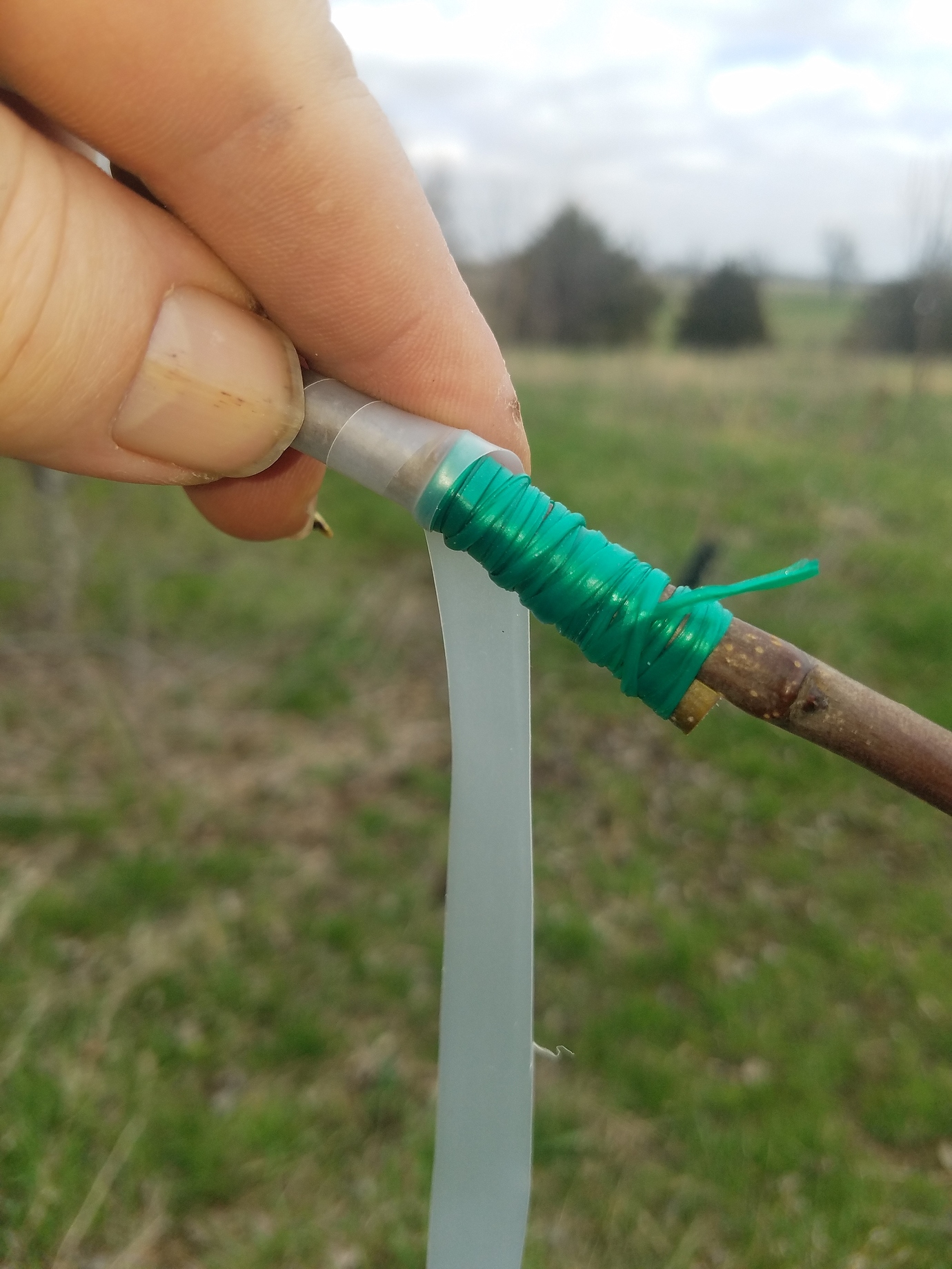 Joey's red flesh pear -Top worked a harrow delight - General Fruit ...