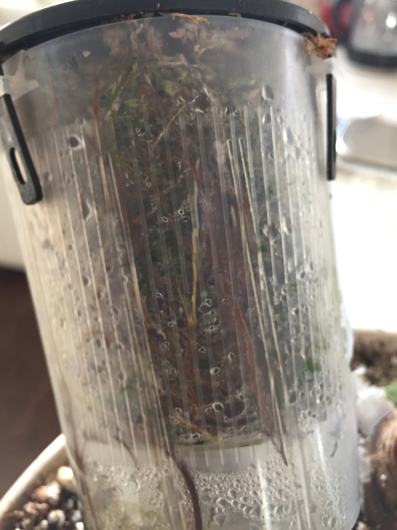 Air layering or marcotting, a tutorial - General Fruit Growing ...