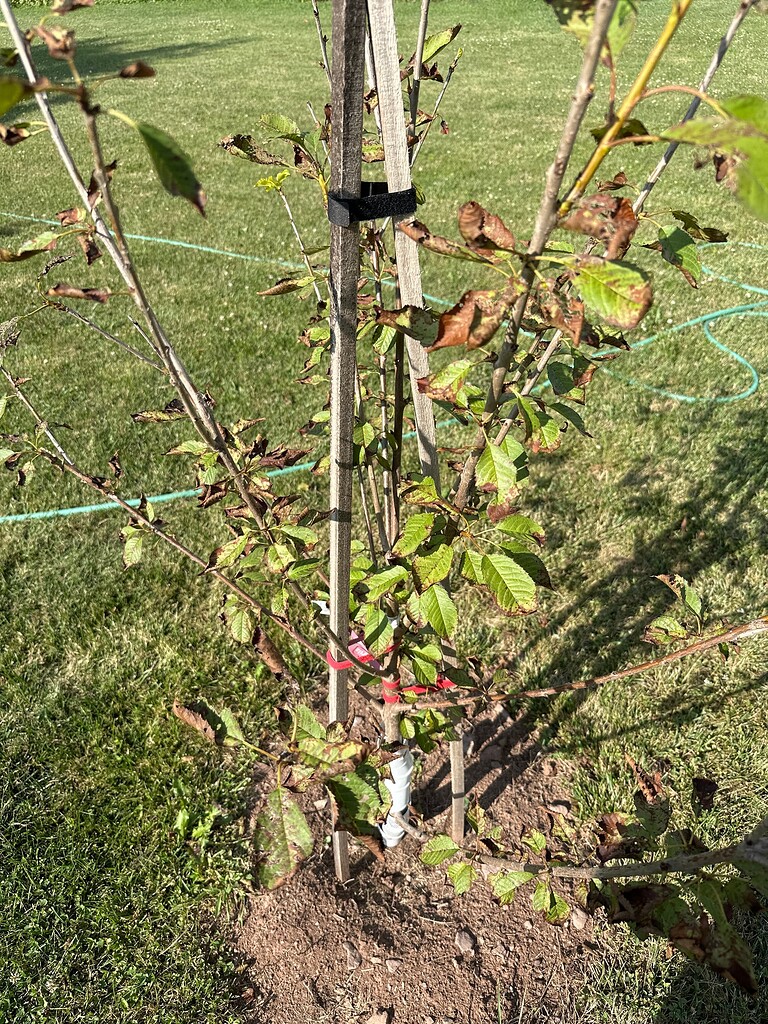 Burnt my Cherry Trees with Imidan - General Fruit Growing - Growing Fruit