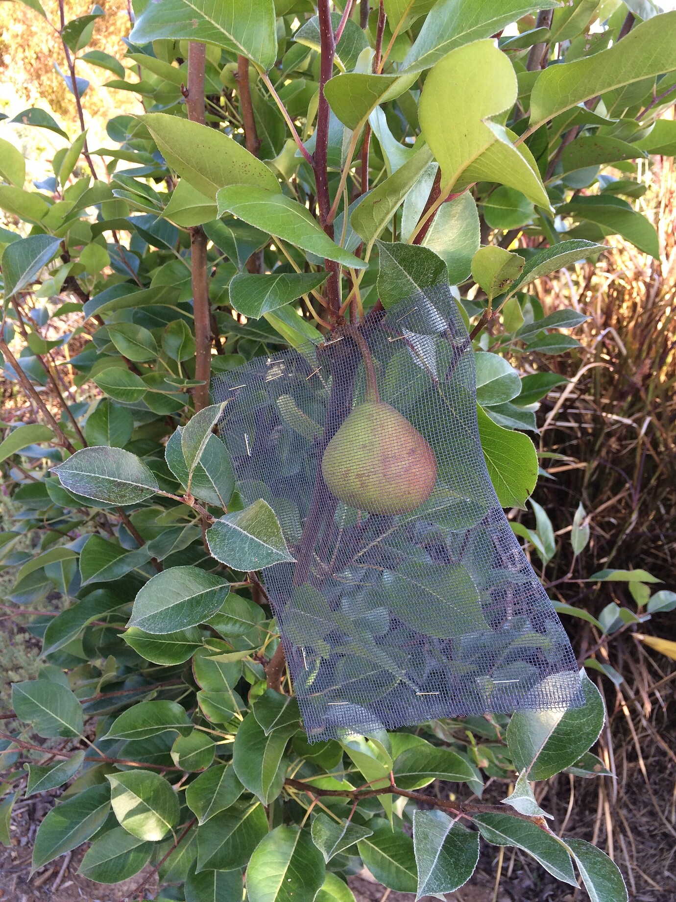 Bagging fruits on the tree, for insect and disease protection - Page 3 ...
