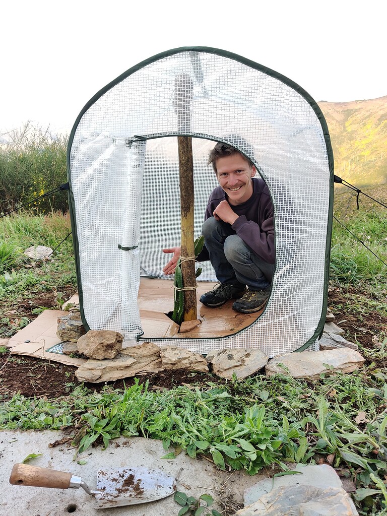 🐉 Pitaya (dragon fruit) questions - General Fruit Growing - Growing Fruit