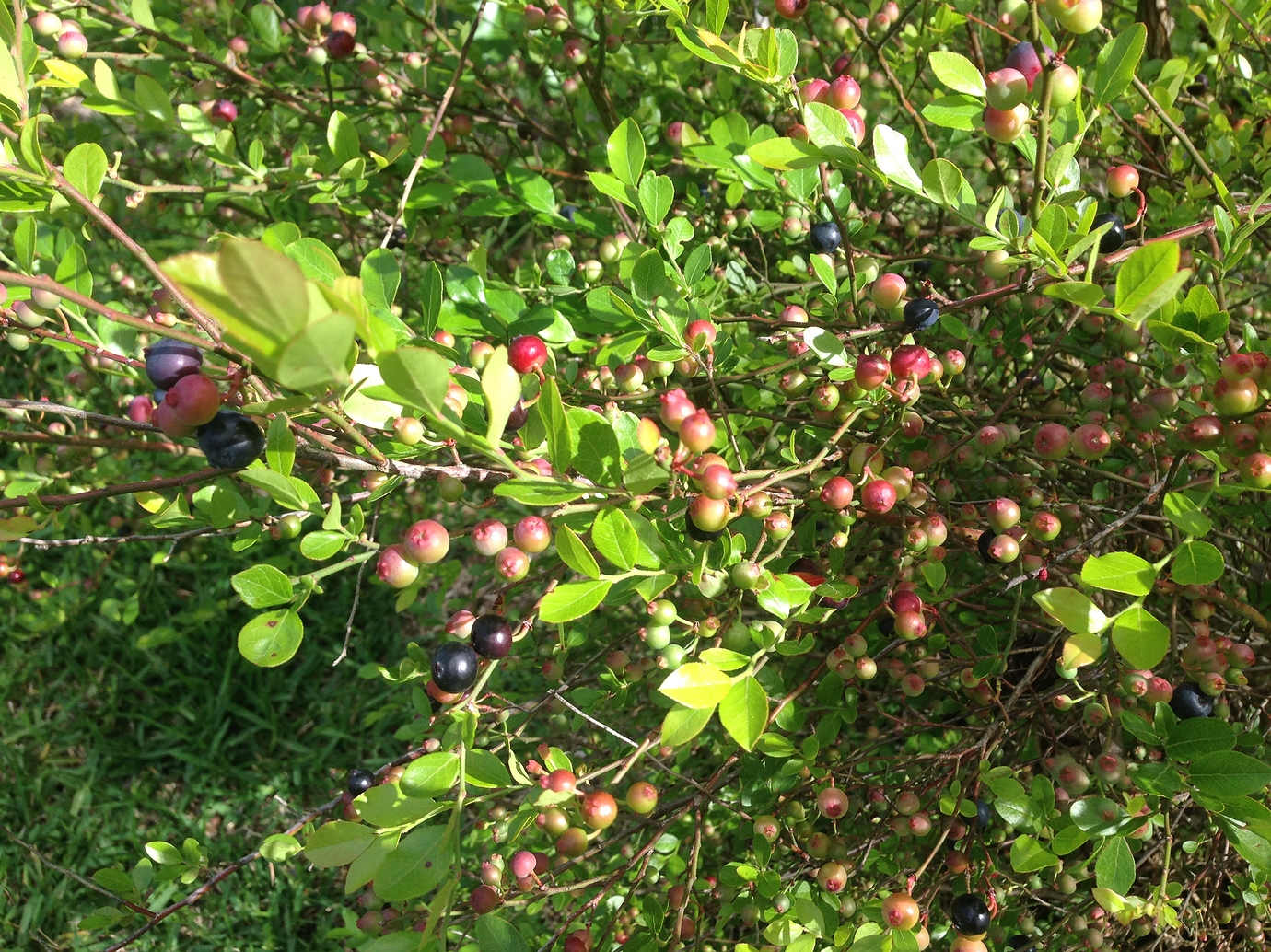 Huckleberries AKA May Berries, AKA Elliot's Blueberry AKA Vaccinium ...