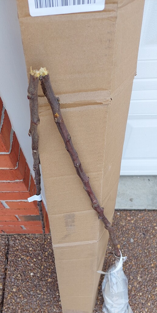 NovaMac on B9 arrived - General Fruit Growing - Growing Fruit