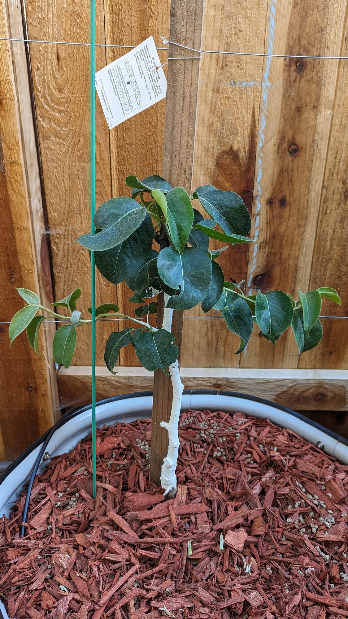 Pear Espalier Project - General Fruit Growing - Growing Fruit