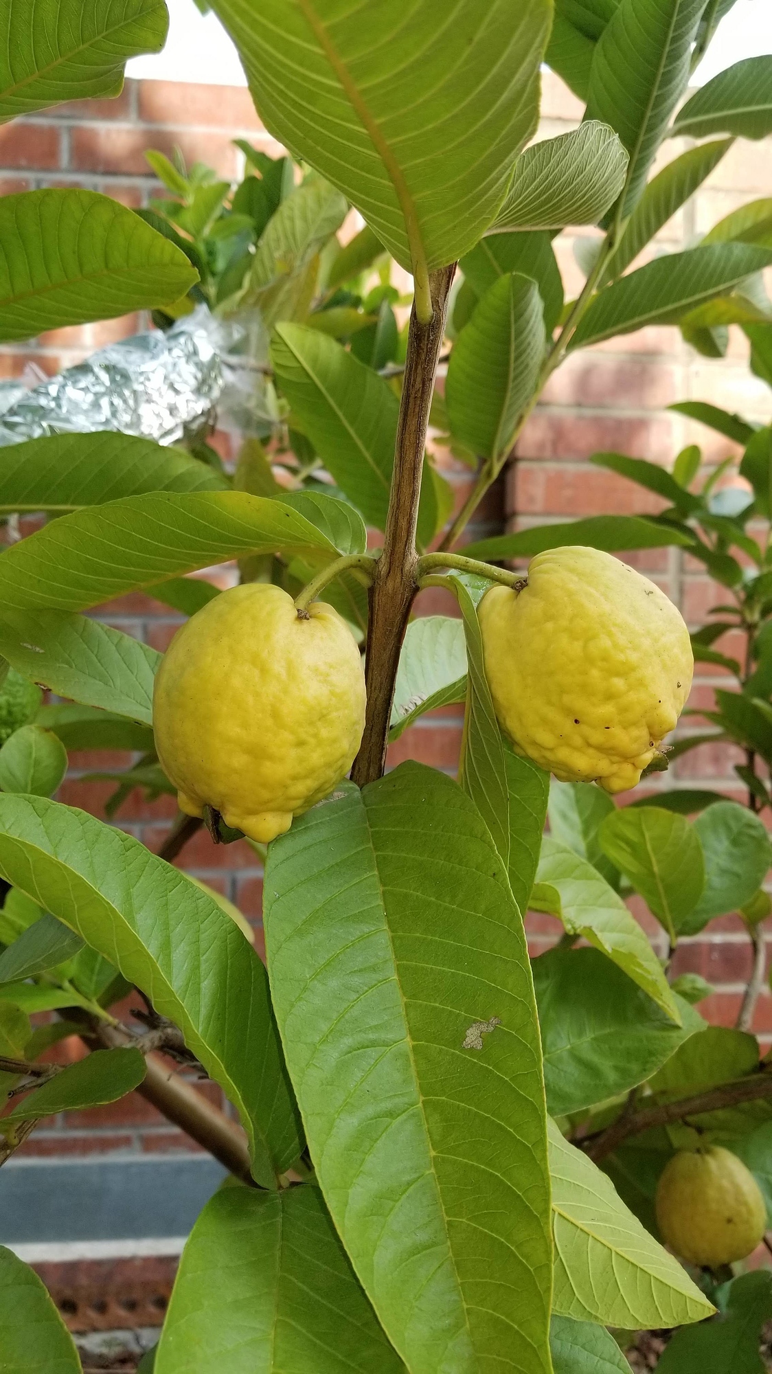 Ruby Supreme Guava - General Fruit Growing - Growing Fruit