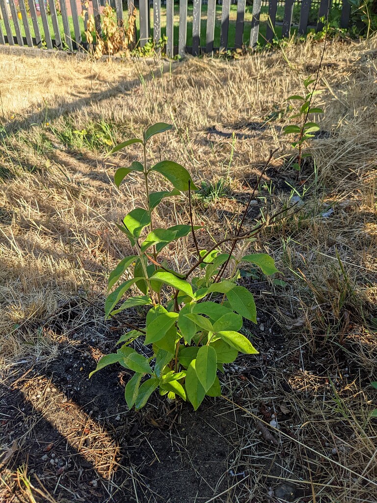 Ubajay (Eugenia myrcianthes) - General Fruit Growing - Growing Fruit