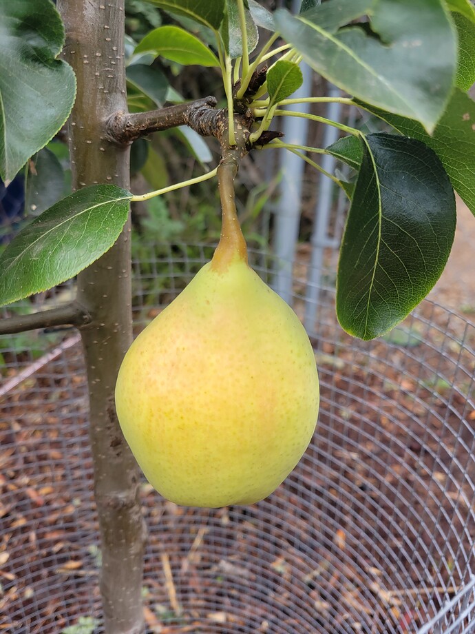 Southern California pears - successes? - General Fruit Growing ...