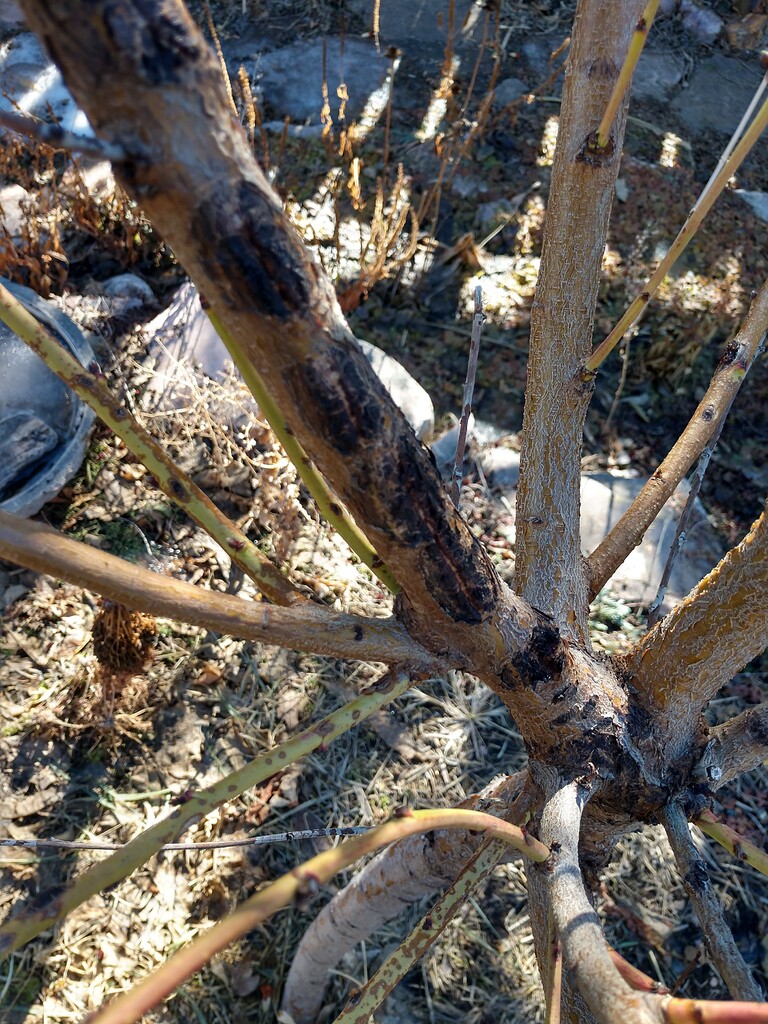 Hail damage on peach - General Fruit Growing - Growing Fruit