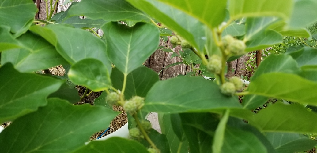 Che fruit - Page 15 - General Fruit Growing - Growing Fruit