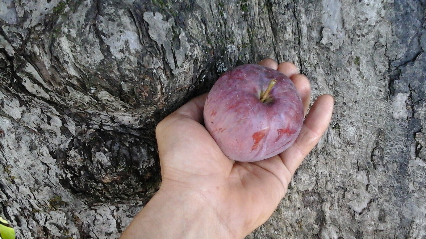 Blue Pearmain apple - General Fruit Growing - Growing Fruit