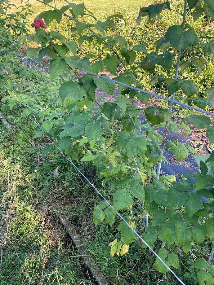 Primocane fruiting on Jewel? - General Fruit Growing - Growing Fruit