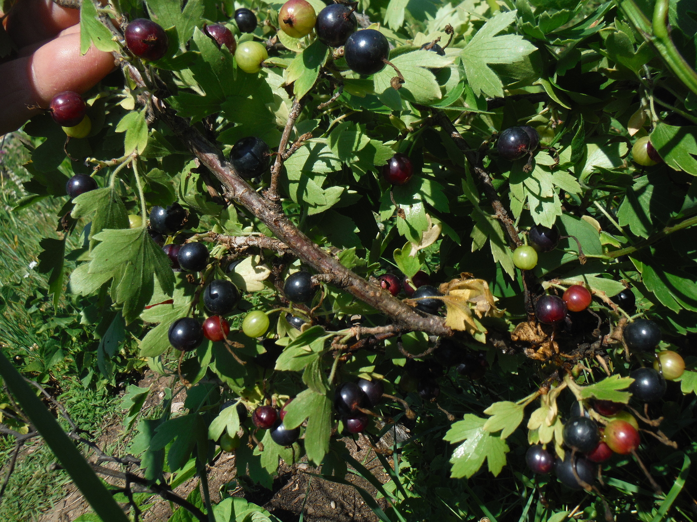 Currants: what are the best tasting - Page 5 - General Gardening ...