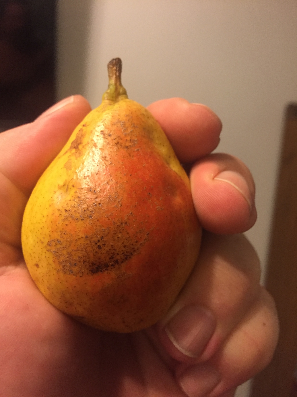 Douglas Pear - Page 2 - General Fruit Growing - Growing Fruit