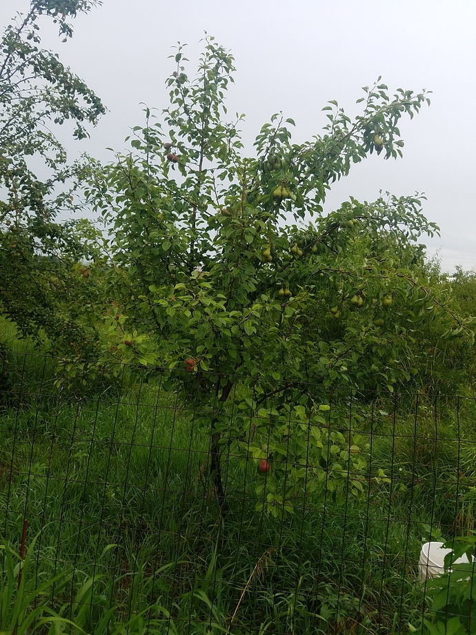 Is it worth it to grow the Warren pear - General Fruit Growing ...