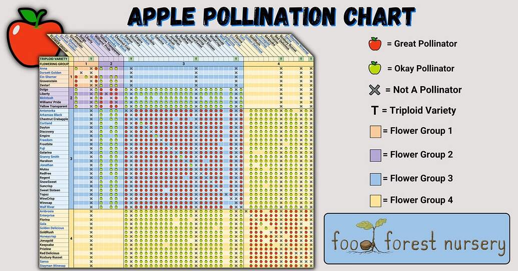 Pollination Groups for Apples - General Fruit Growing - Growing Fruit