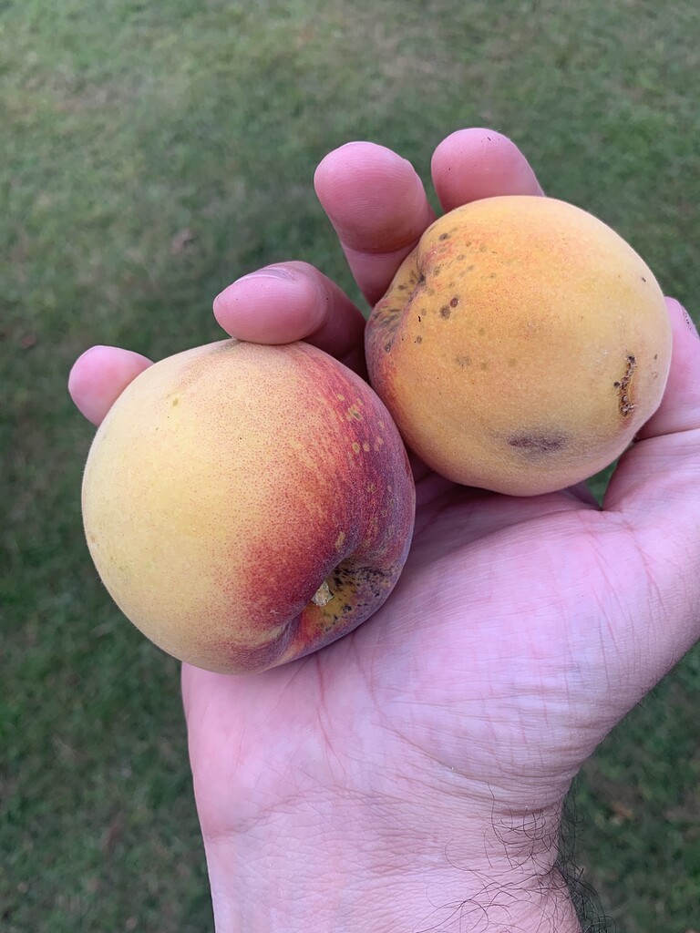 Experience with cold hardy peaches - General Fruit Growing - Growing Fruit