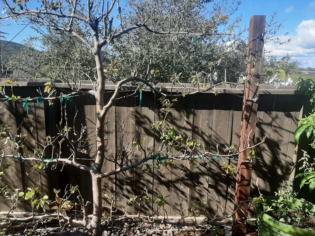 Ya Li aka yali pear - General Fruit Growing - Growing Fruit