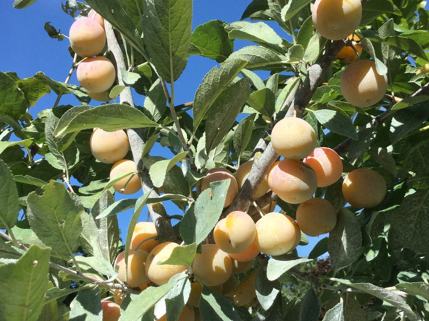 Mirabelle Plums - Are they worth planting? - General Fruit Growing ...