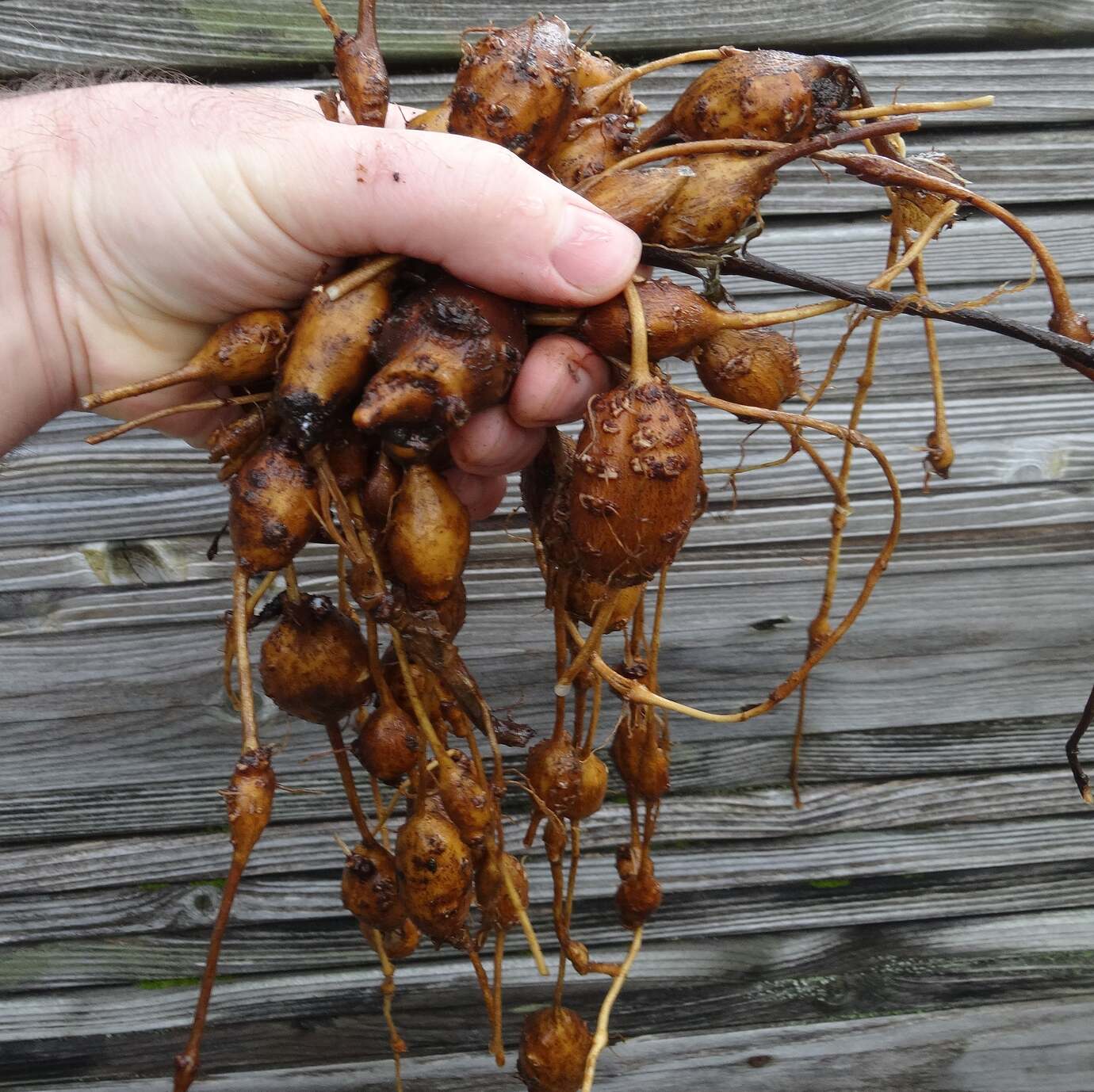 Growing Improved groundnuts?!? - General Gardening - Growing Fruit