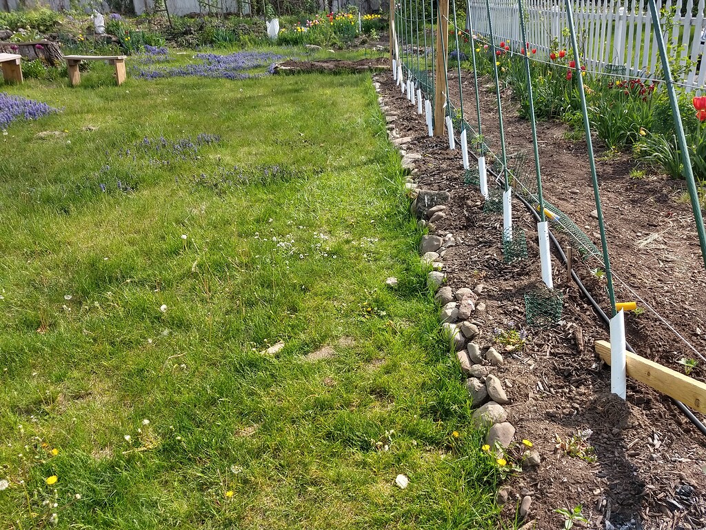 Tour of my urban "micro orchard" - General Fruit Growing - Growing Fruit