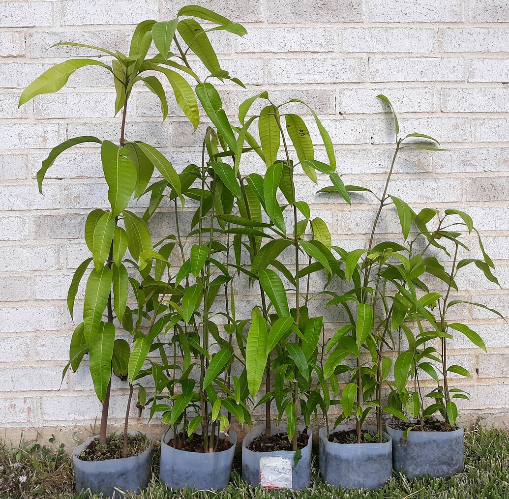 Growing Ataulfo mangos from seed - General Fruit Growing - Growing Fruit