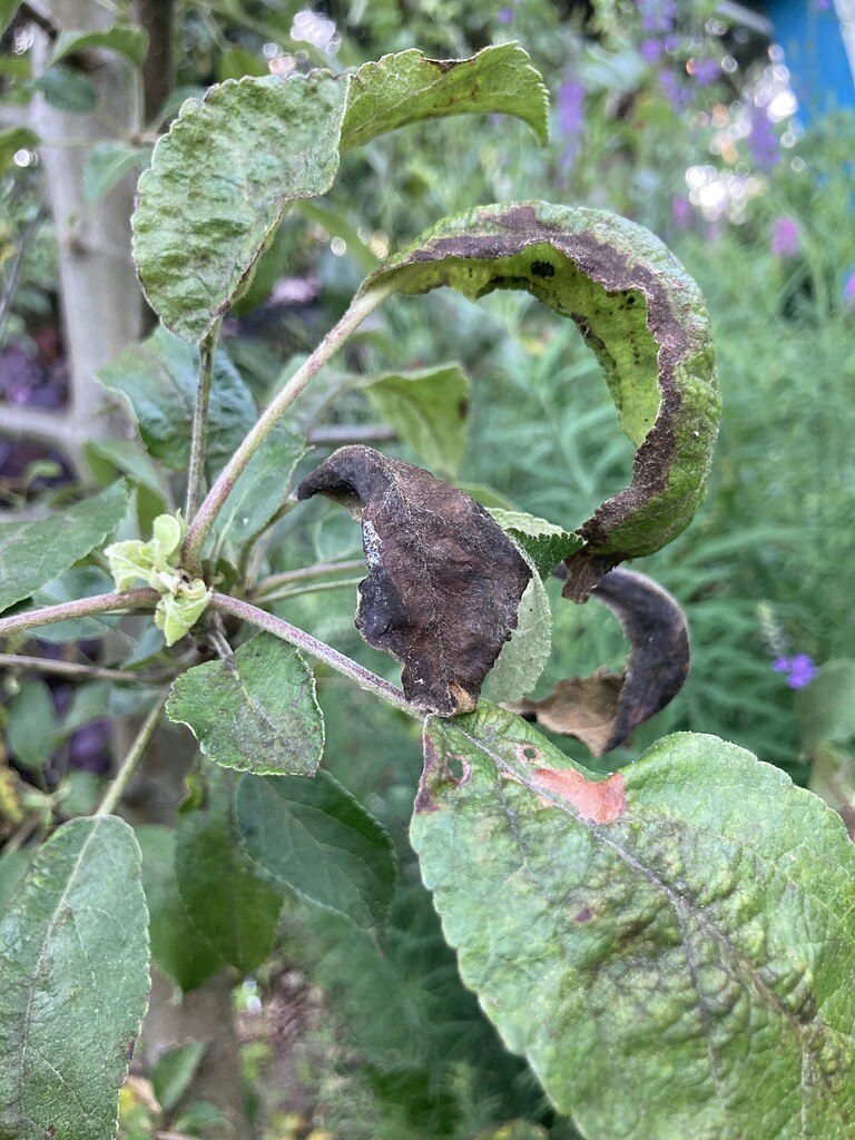 Apple tree(s) leaf issue - General Fruit Growing - Growing Fruit