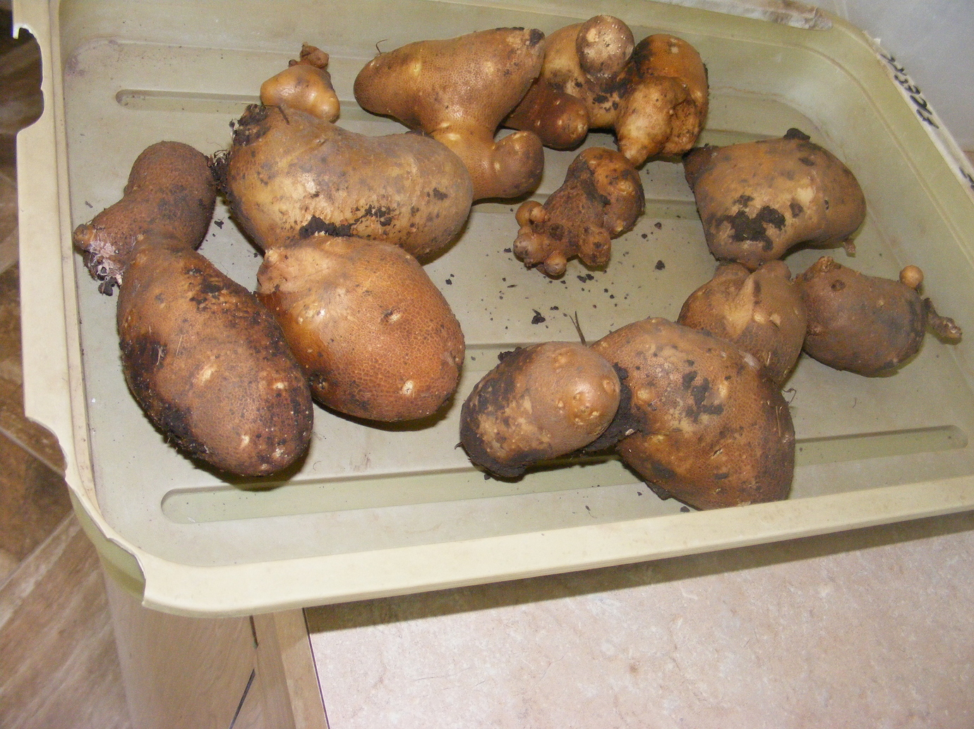 Mutant potatoes - General Gardening - Growing Fruit