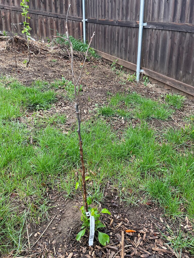 Fruit Trees Alive & Root Stock Growth? - General Fruit Growing ...