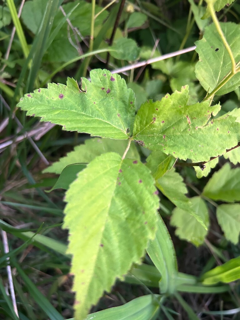 Berry ID? Dewberry? - General Fruit Growing - Growing Fruit