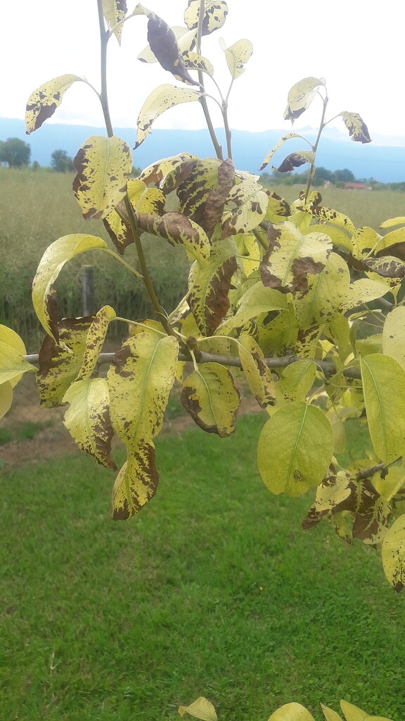 Pear tree disease help? - General Fruit Growing - Growing Fruit