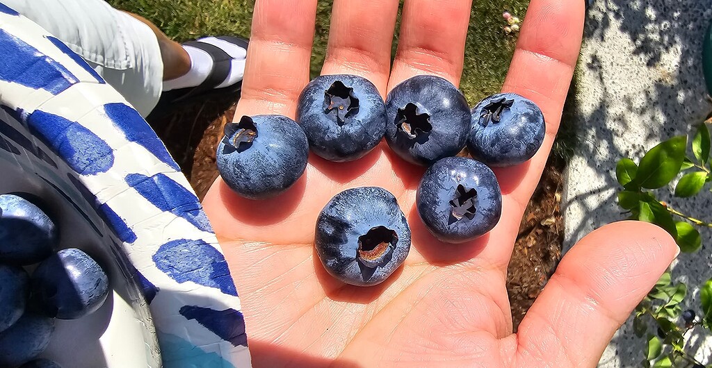 Giant blueberries in the PNW - Page 2 - General Fruit Growing - Growing ...