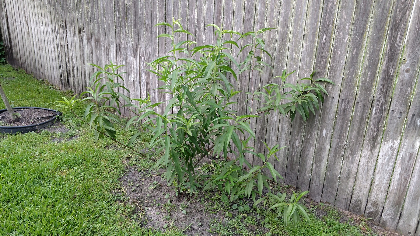 Starting Peach/Nectarines from pits - General Fruit Growing - Growing Fruit