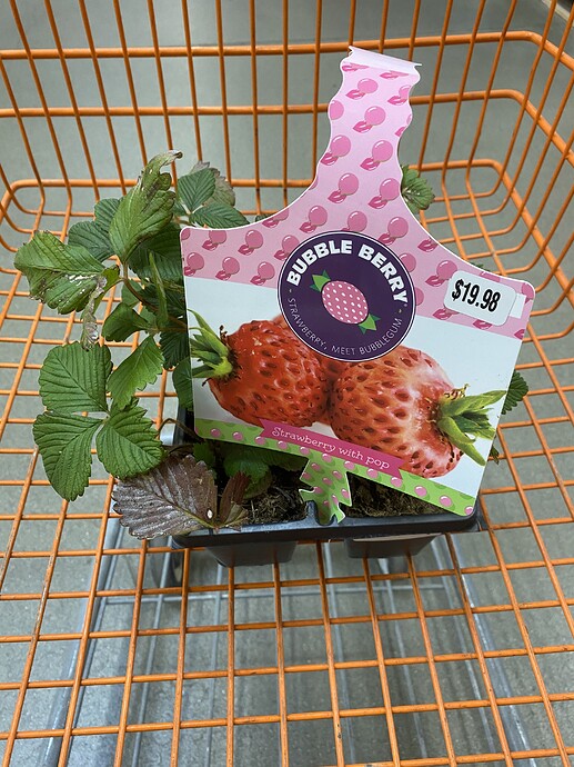 Bubbleberry strawberry - General Fruit Growing - Growing Fruit
