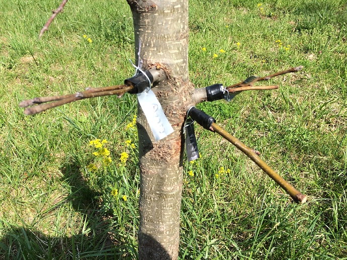 Wild callery pear rootstocks - General Fruit Growing - Growing Fruit